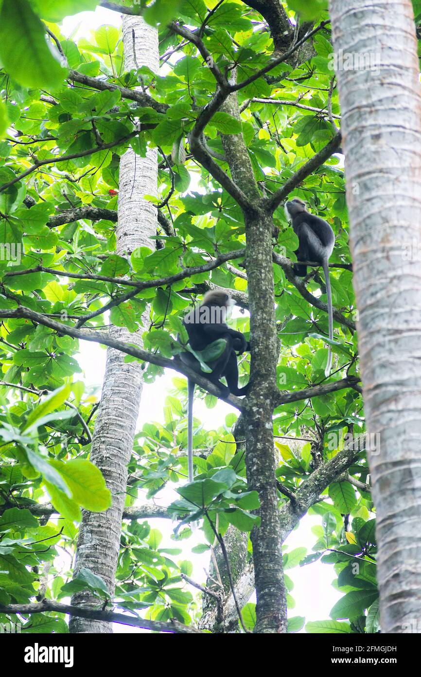 Purple-faced langur (Trachypithecus vetulus) is endemic to Sri Lanka at ...