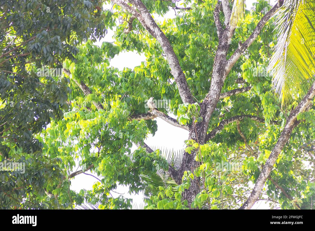 Flores hawk eagle hi-res stock photography and images - Alamy