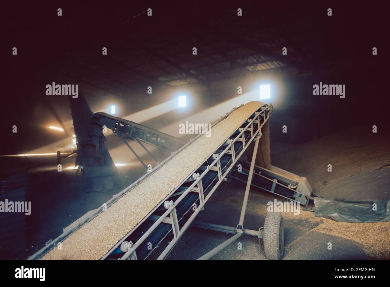 Grain being transported on conveyor belt to the granary Stock Photo - Alamy