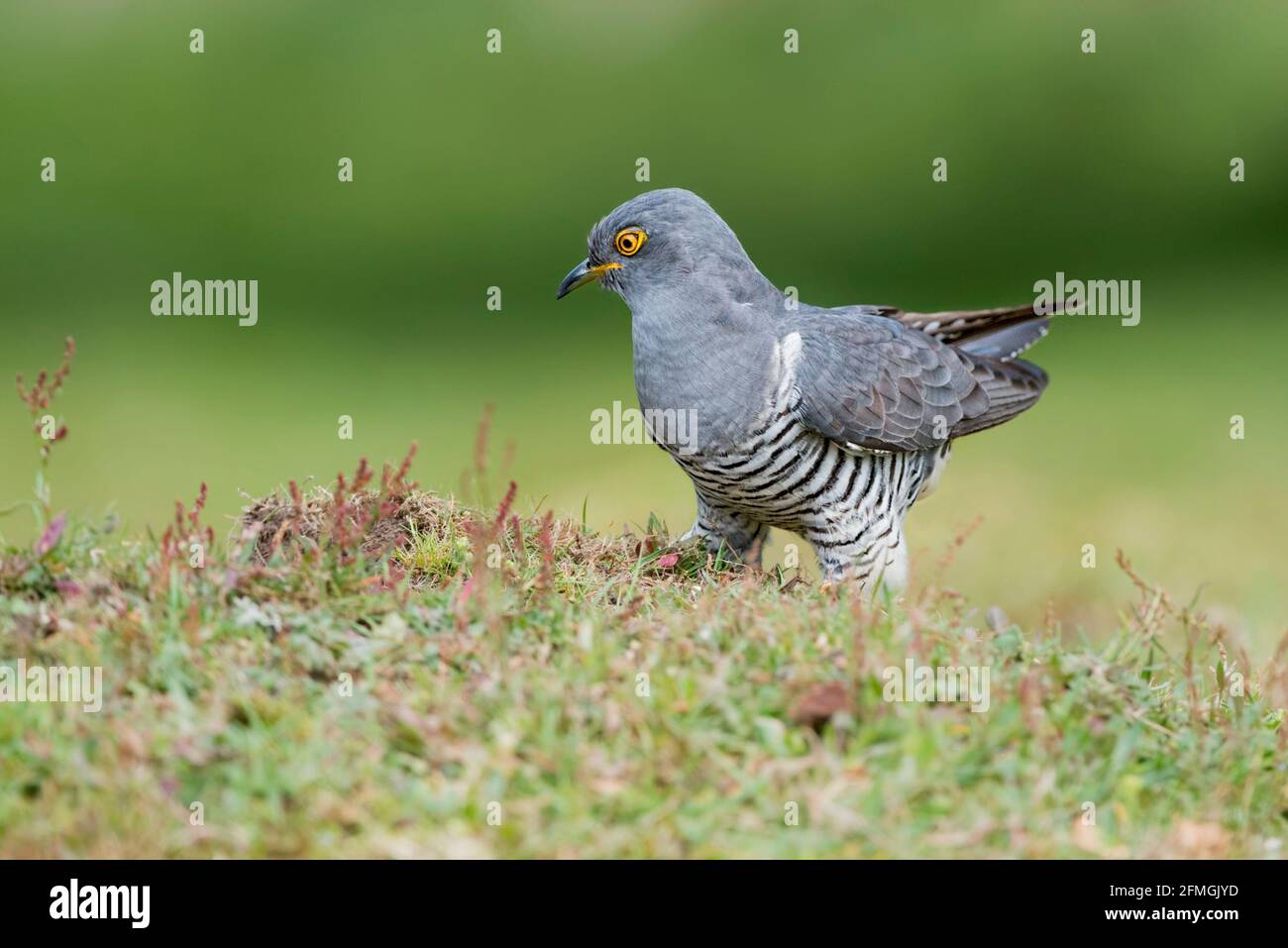 Male Cuckoo (Cuculus Canopus) UK Cuculidae Stock Photo - Alamy
