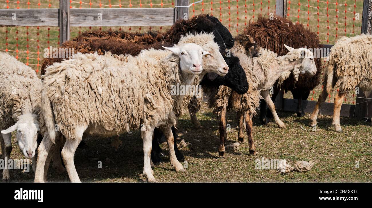 Flock of domestic purebred white and black sheep graze in paddock in ...
