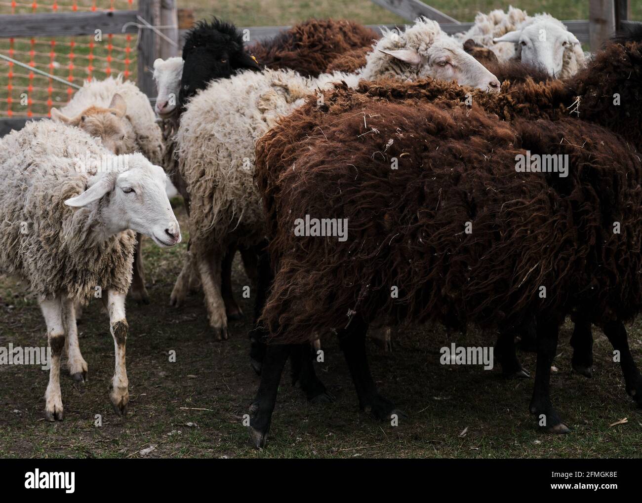 Curly haired sheep hi-res stock photography and images - Alamy