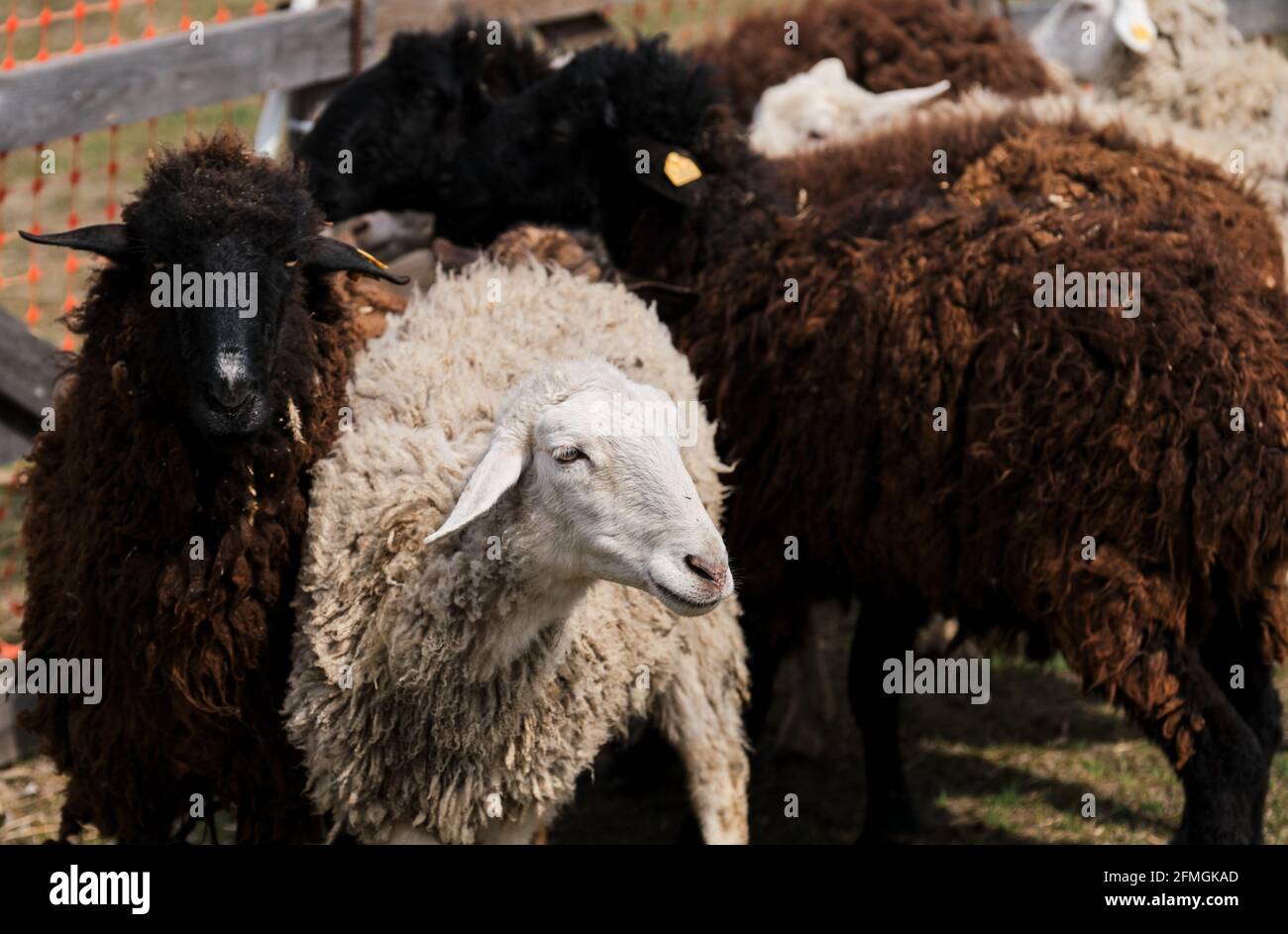 Curly haired sheep hi-res stock photography and images - Alamy