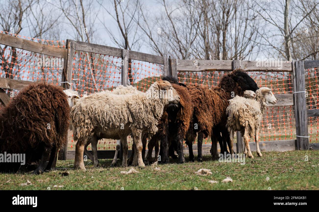 Curly haired sheep hi-res stock photography and images - Alamy