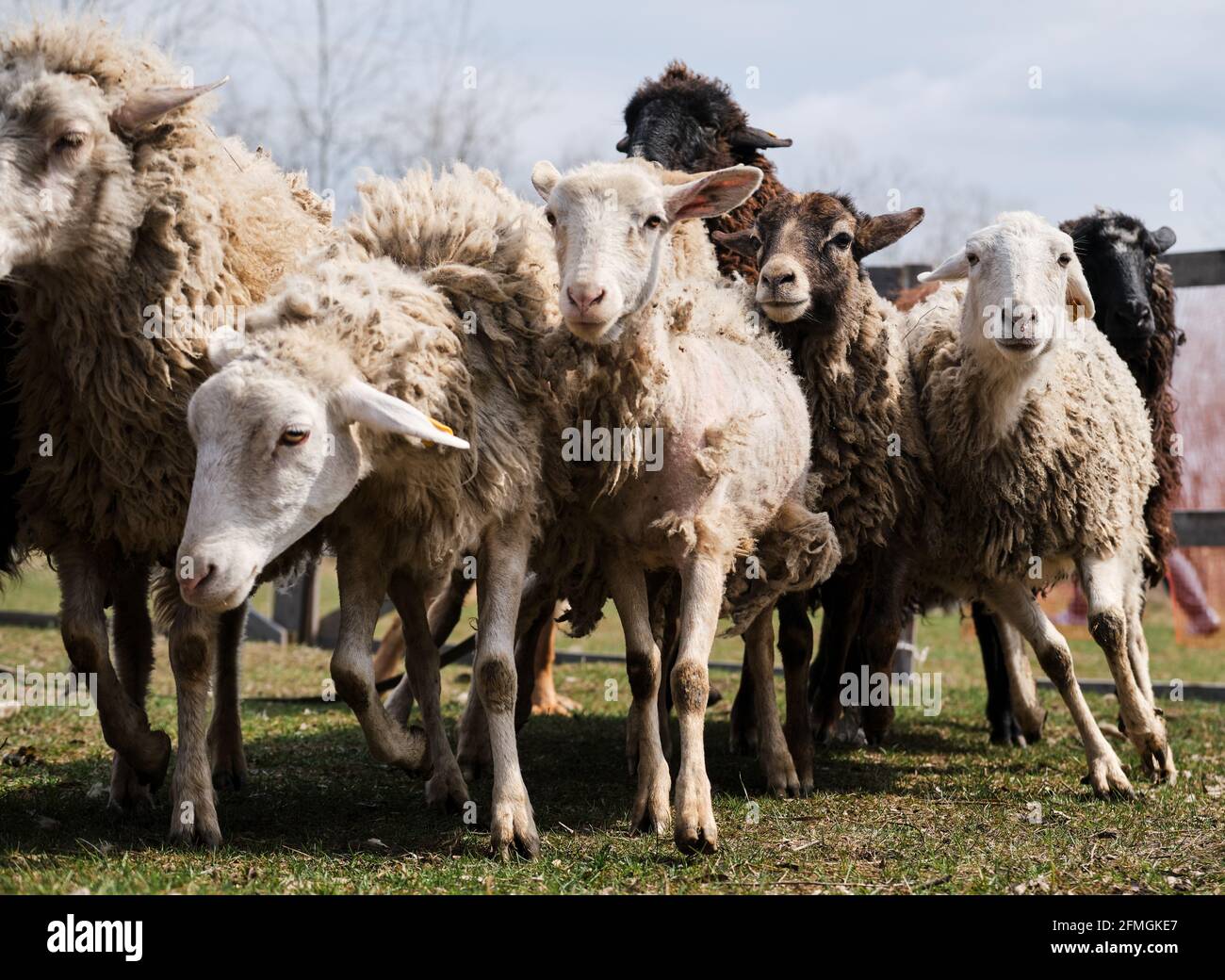 Curly haired sheep hi-res stock photography and images - Alamy