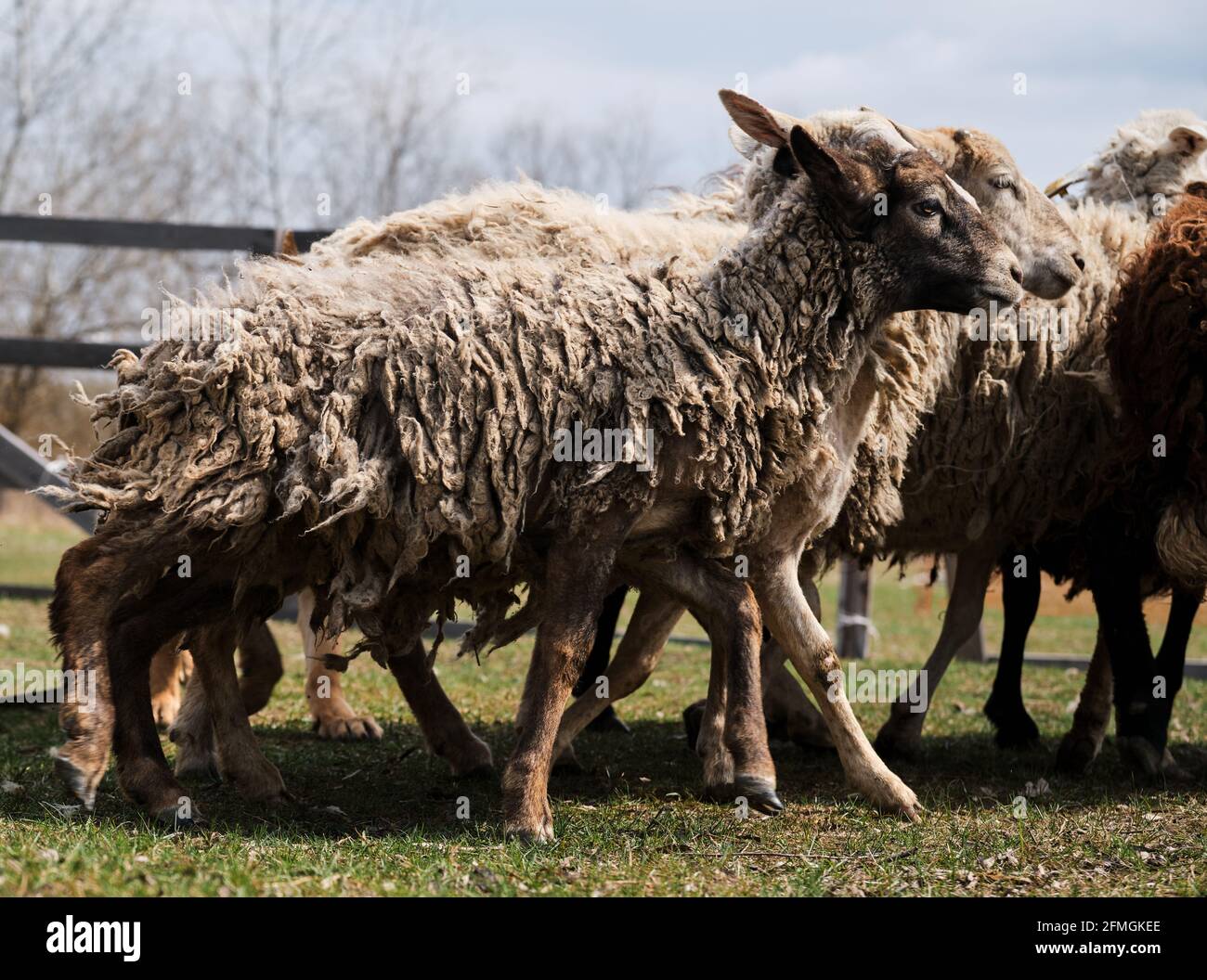Sheep eat fresh green grass. Pasture of domestic sheep and rams walking ...