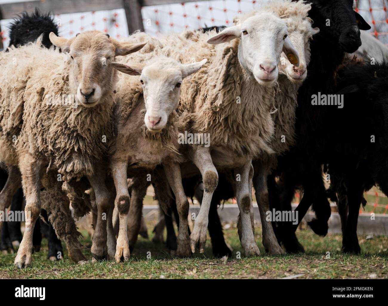 Curly haired sheep hi-res stock photography and images - Alamy