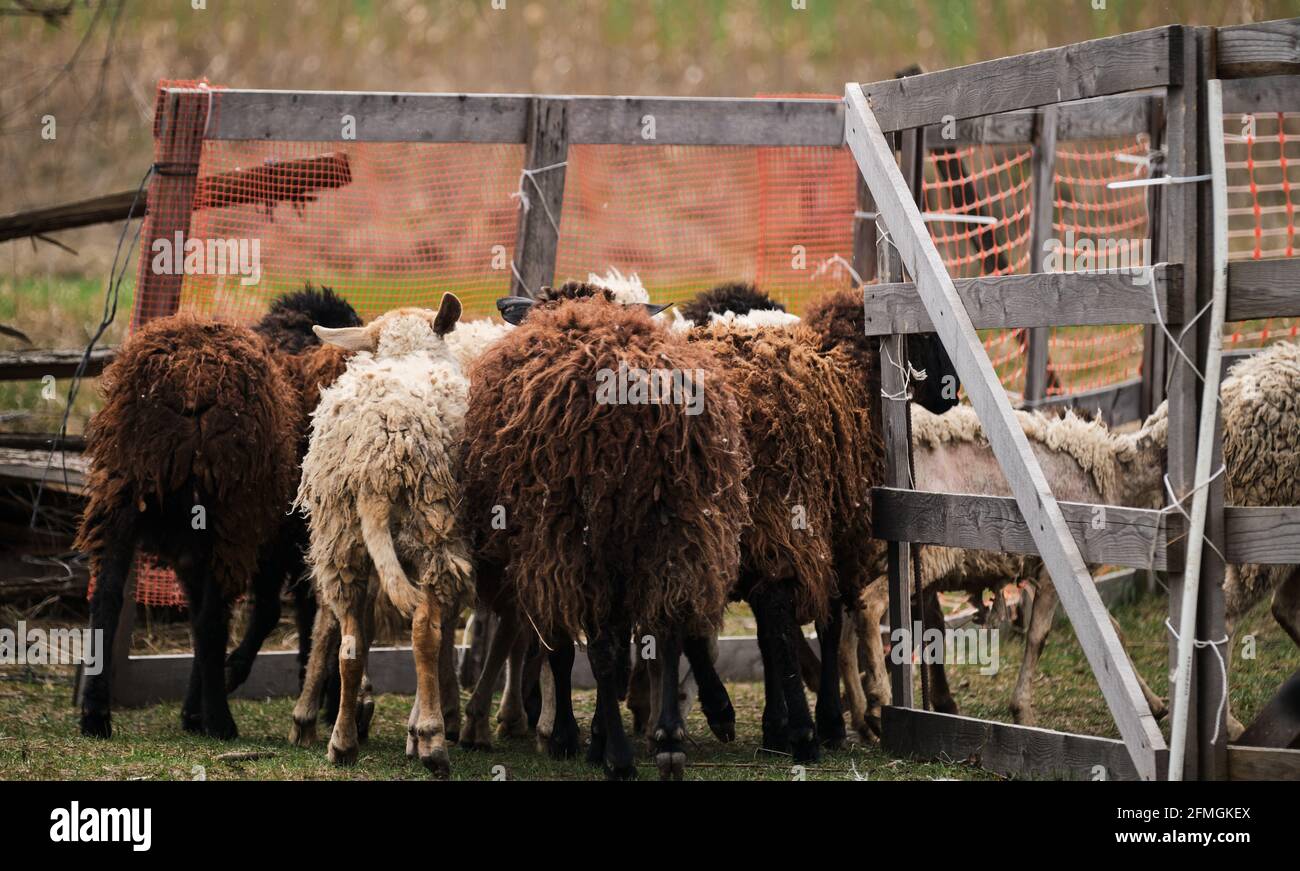Sheep eat fresh green grass. Pasture of domestic sheep and rams walking ...