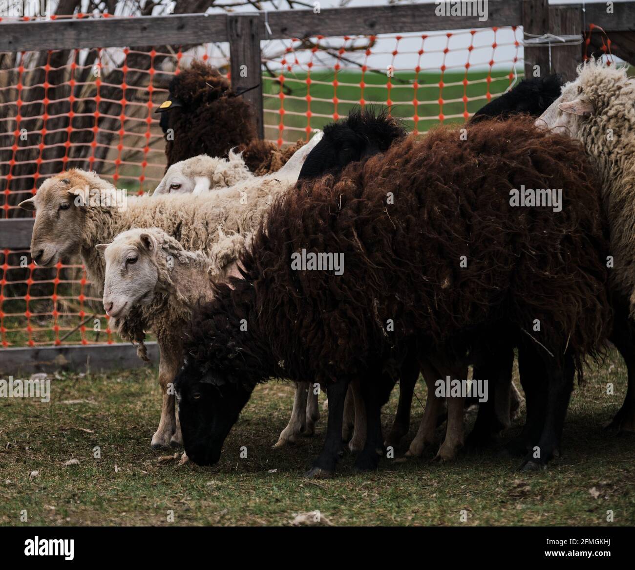 Sheep eat fresh green grass. Pasture of domestic sheep and rams walking ...