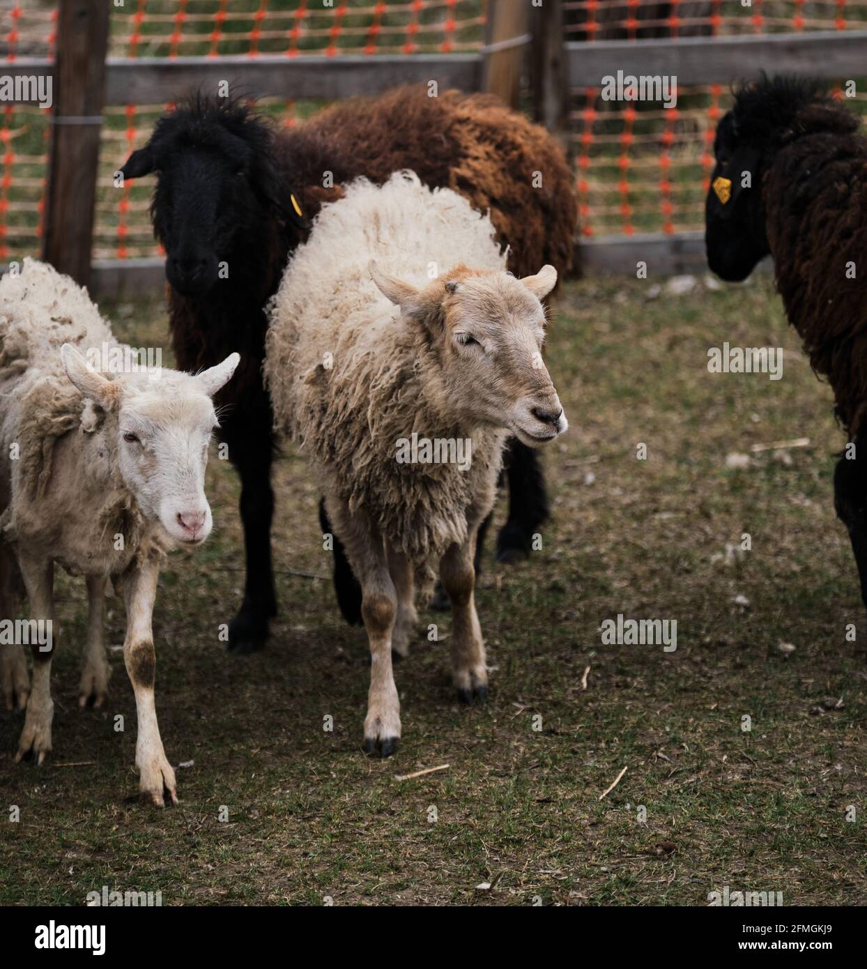 Curly haired sheep hi-res stock photography and images - Alamy