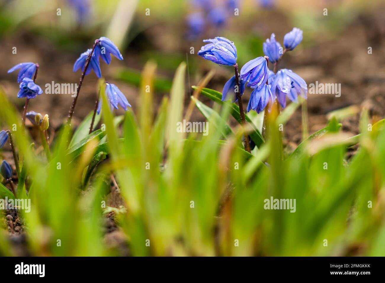 Small blue decorative bluebell flowers grow in home flower bed Stock ...