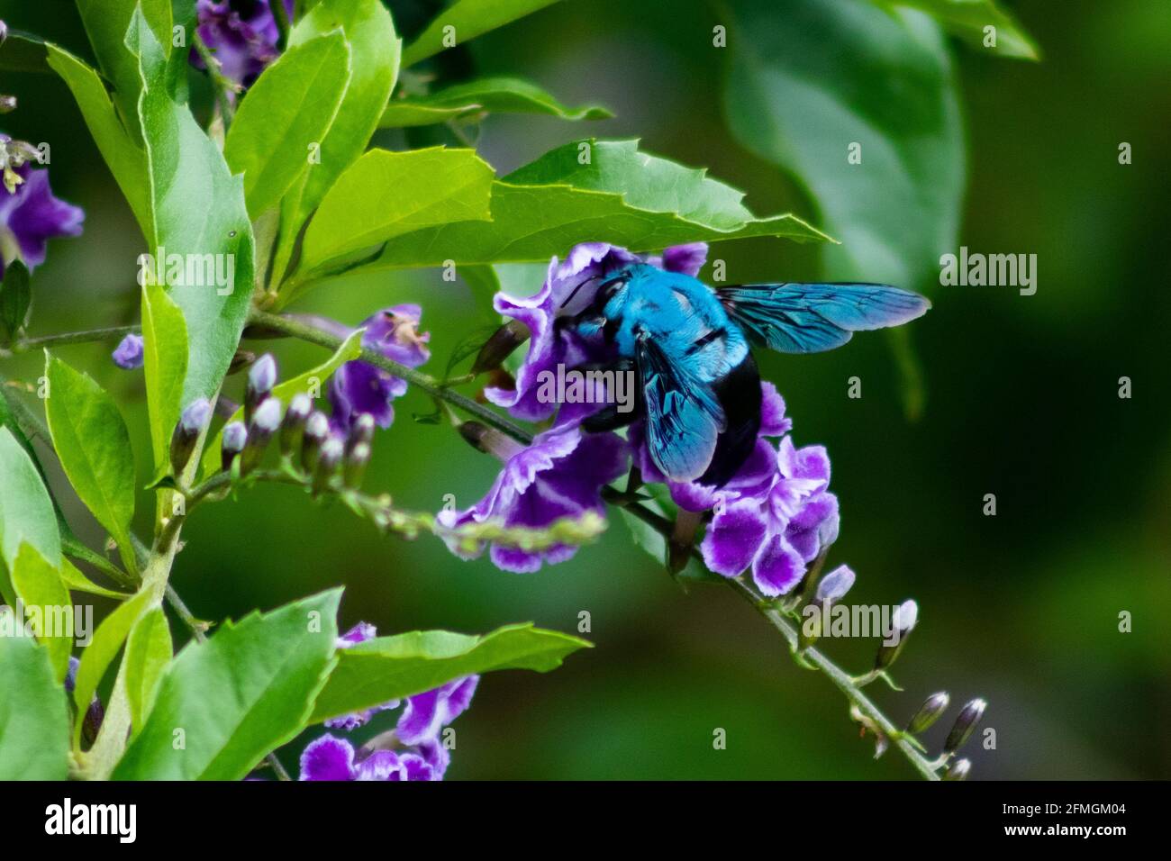 Blue carpenter bee on Duranta flowers Stock Photo - Alamy