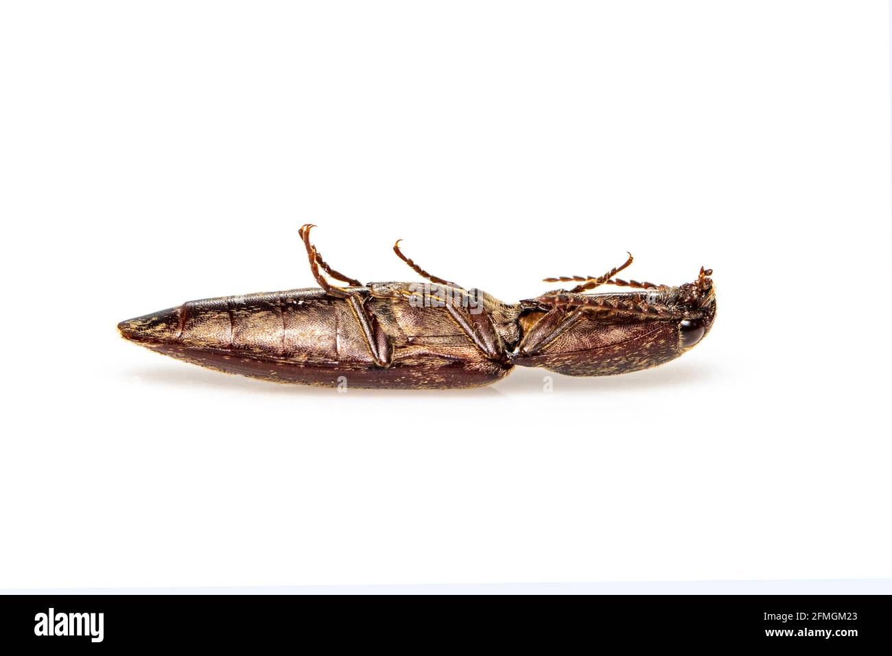 Snapping beetle hi-res stock photography and images - Alamy