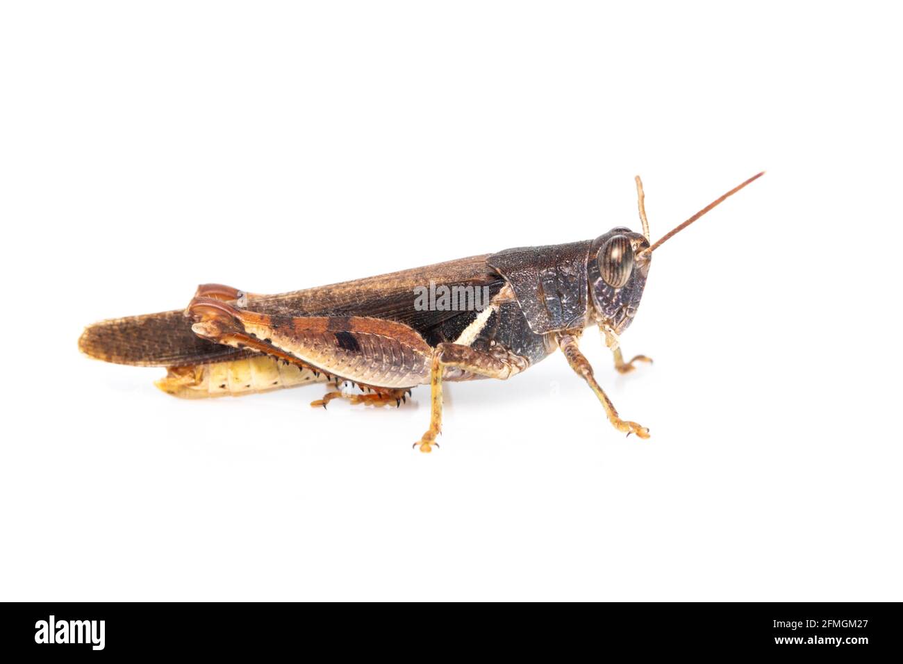 Image of white-banded grasshopper(stenocatantops splendens) isolated on ...