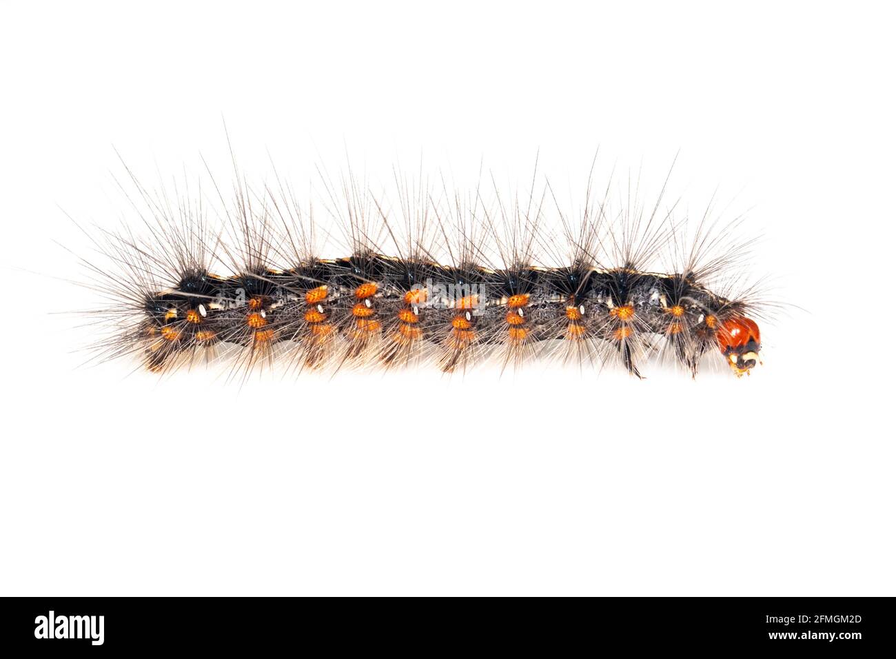 Image of hairy caterpillar isolated on white background. Insect. Worm ...