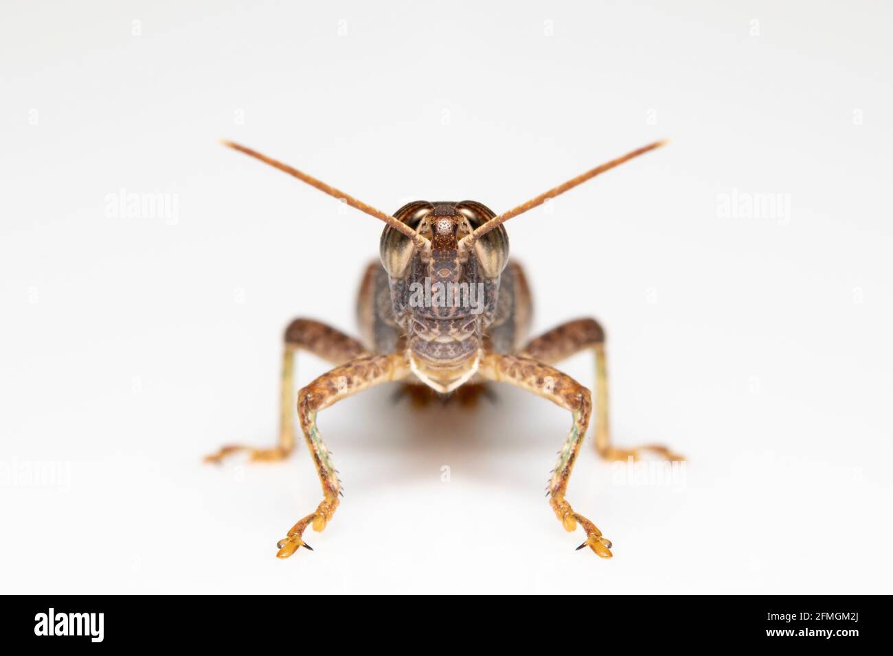 Image of white-banded grasshopper(stenocatantops splendens) isolated on ...