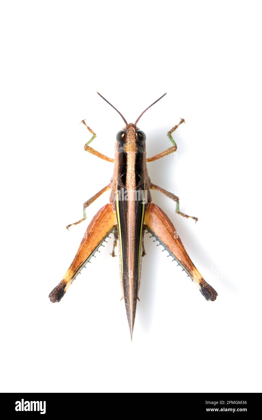 Image of sugarcane white-tipped locust grasshopper (Ceracris fasciata ...