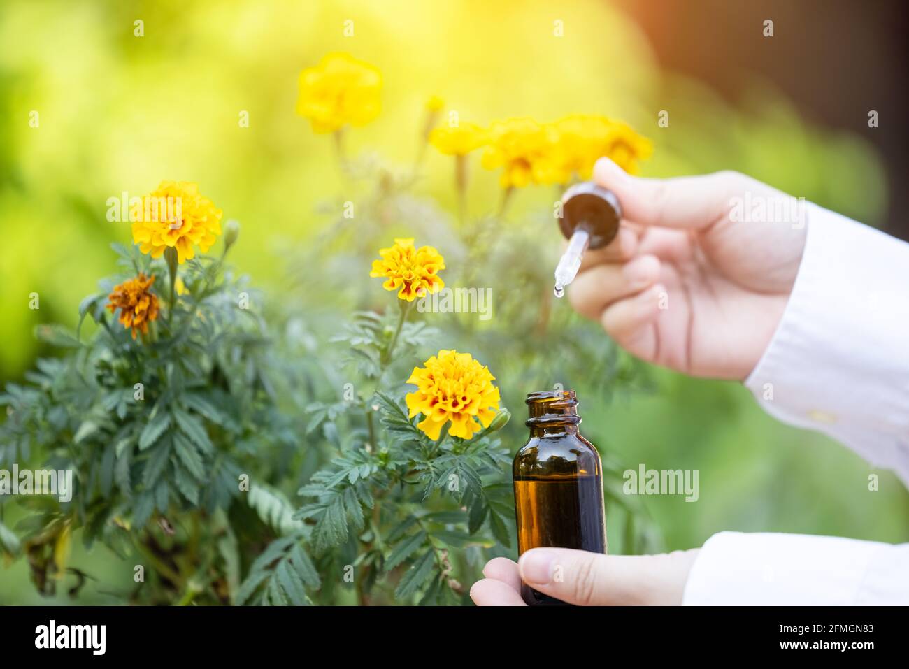 Hand pollination hi-res stock photography and images - Alamy