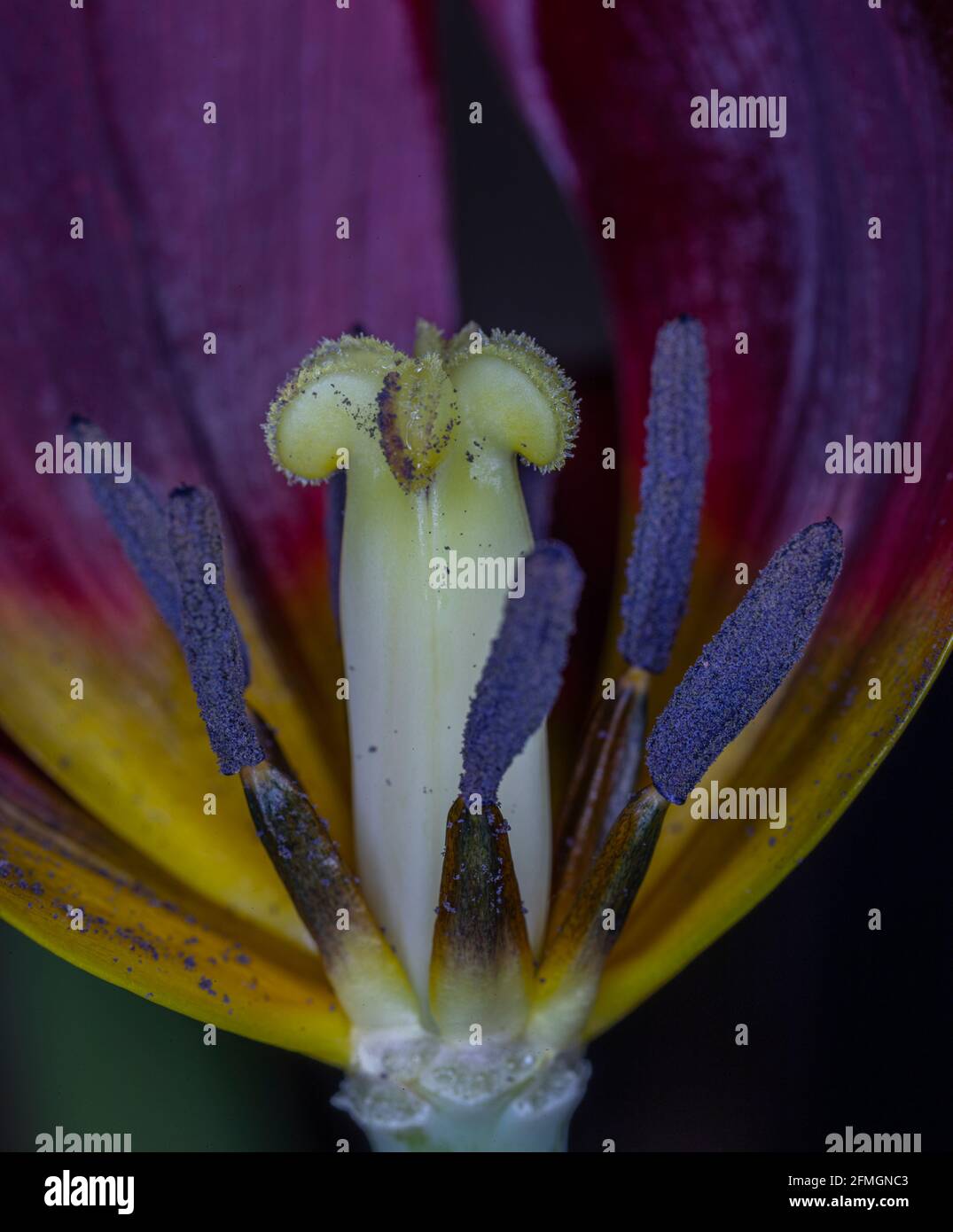 Inside a tulip (Tulipa sp., Family: Liliaceae Stock Photo - Alamy