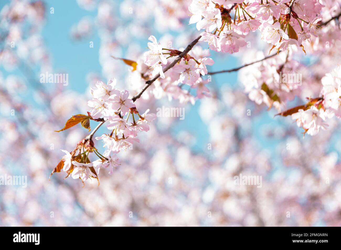 Spring time cherry blossoms. The cherry blossoms are in full bloom ...