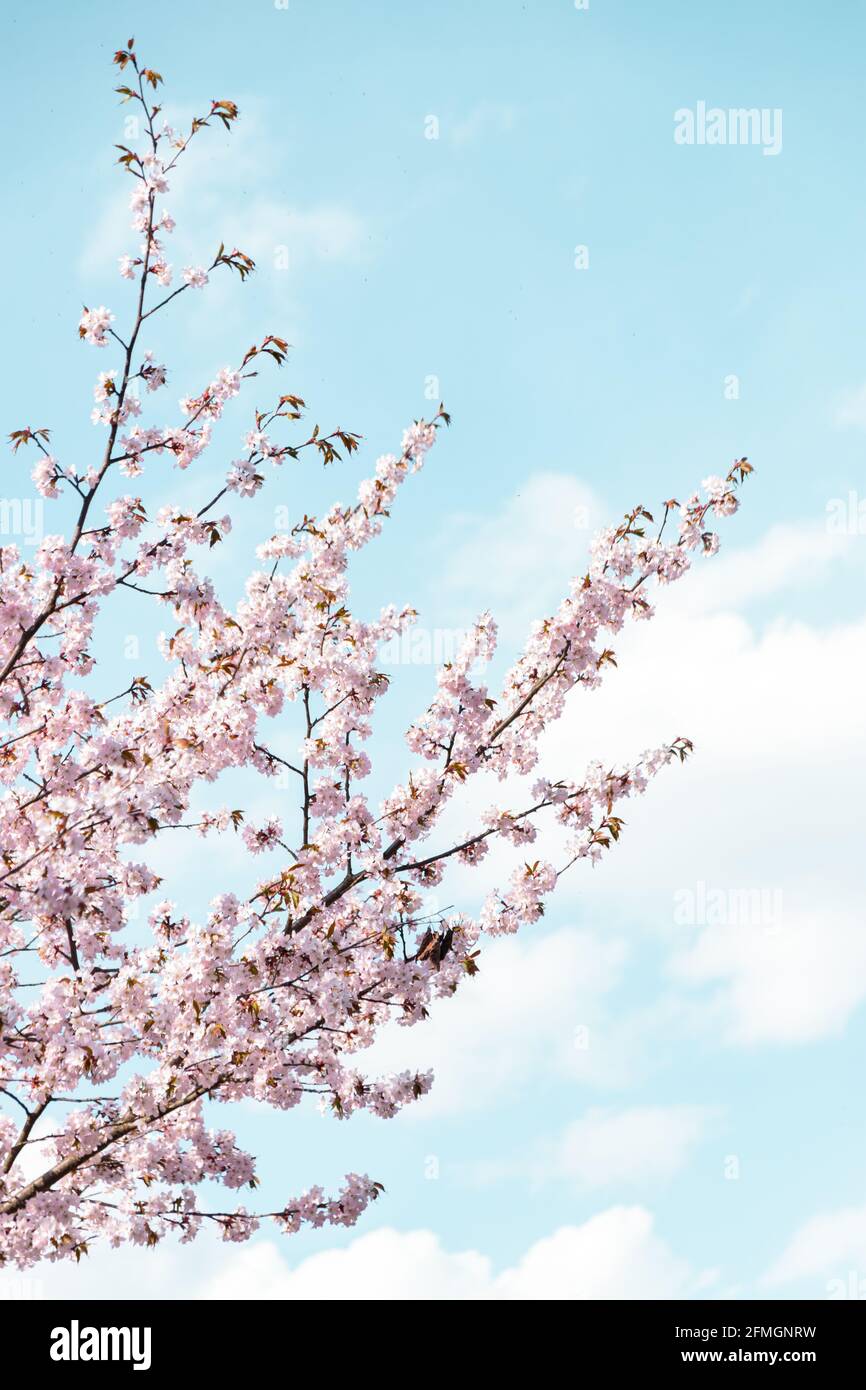 Spring time cherry blossoms. The cherry blossoms are in full bloom ...