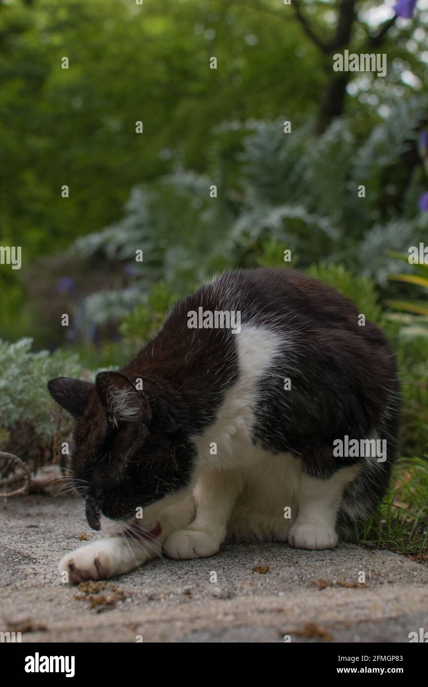 A vertical shot of a cute cat Stock Photo - Alamy
