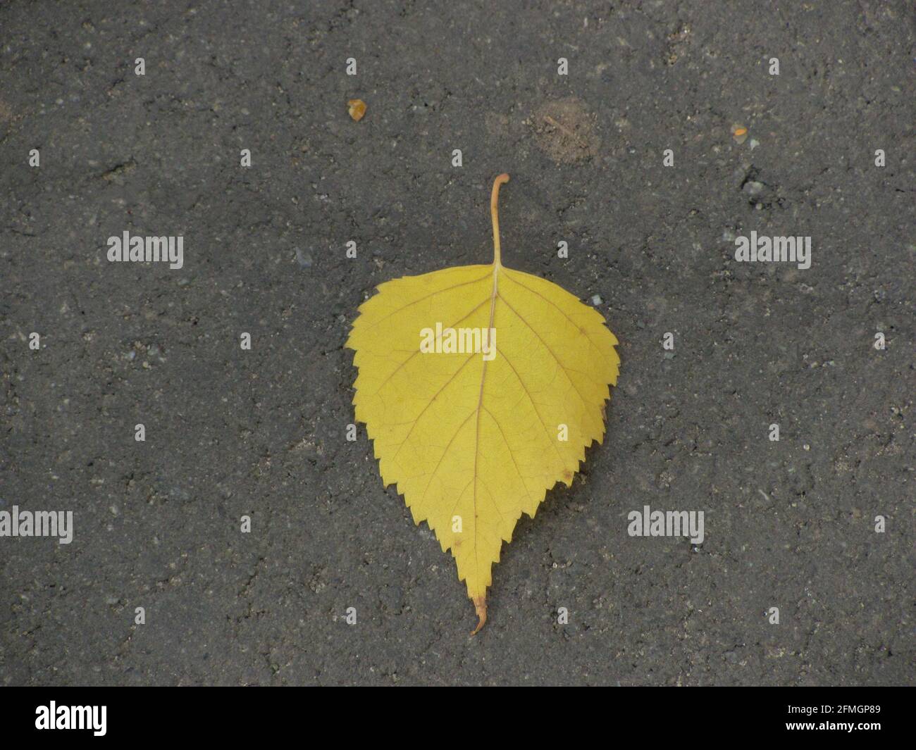 Beautiful single yellow leaf hi-res stock photography and images - Alamy