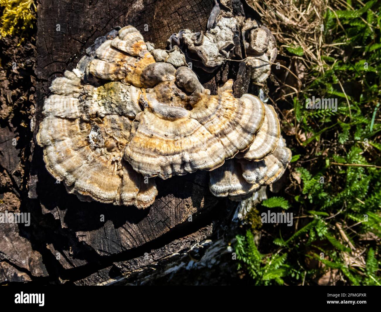 A closeup of Trametes gibbosa mushroom commonly known as the lumpy ...