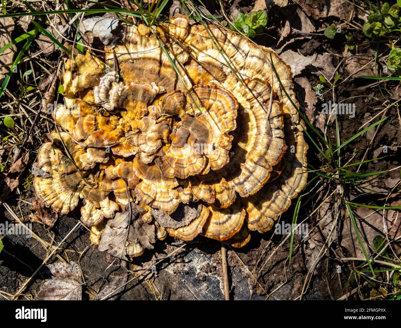 A top view of Phaeolus schweinitzii mushroom, commonly known as velvet ...