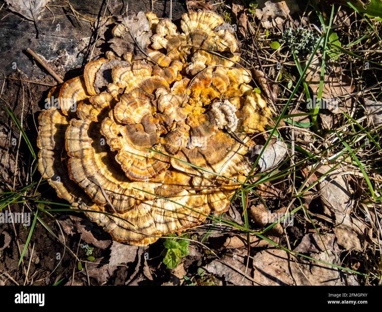 A top view of Phaeolus schweinitzii mushroom, commonly known as velvet ...