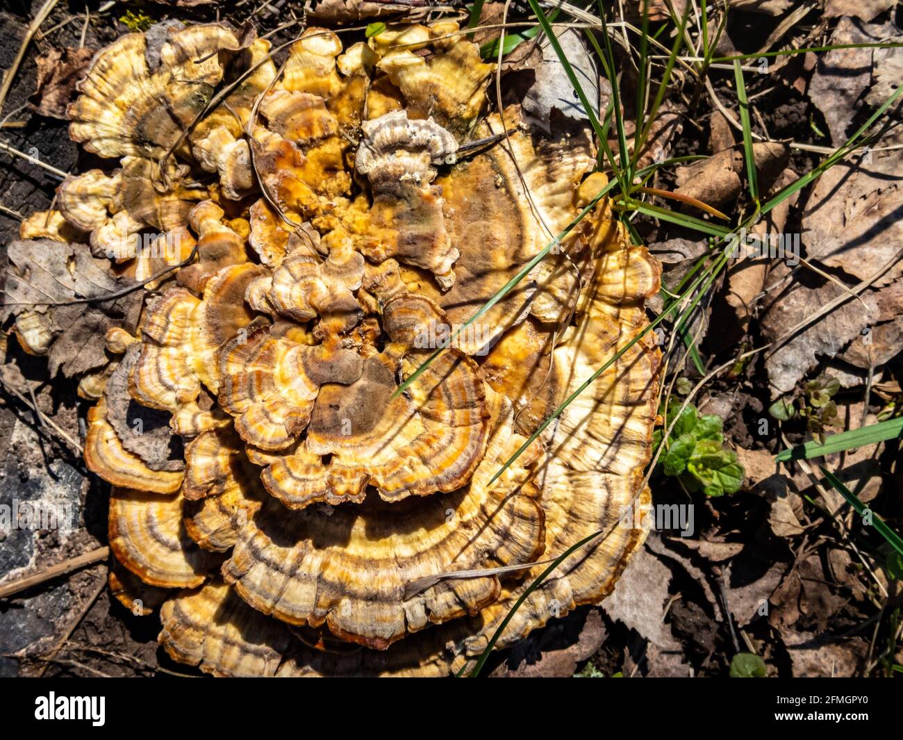 A top view of Phaeolus schweinitzii mushroom, commonly known as velvet ...