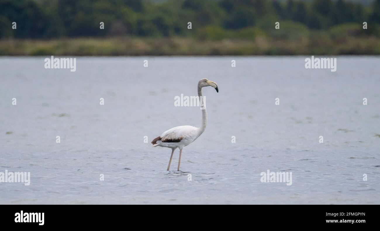 flock of flamingos in their natural ecosystem,Phoenicopterus Stock ...