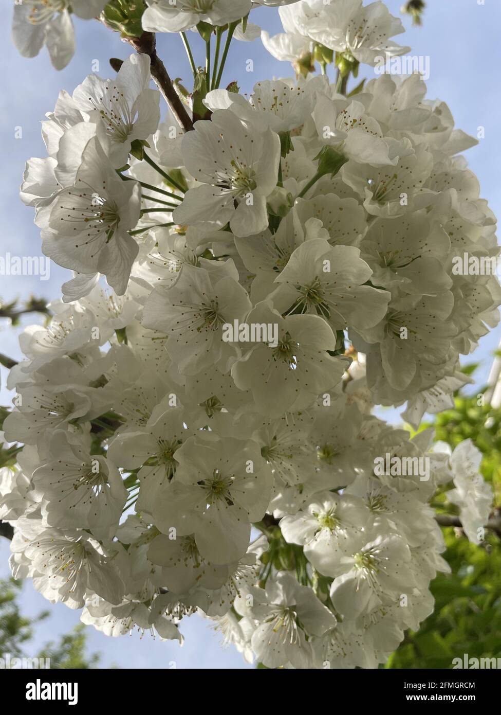 Mazzard cherry hi-res stock photography and images - Alamy