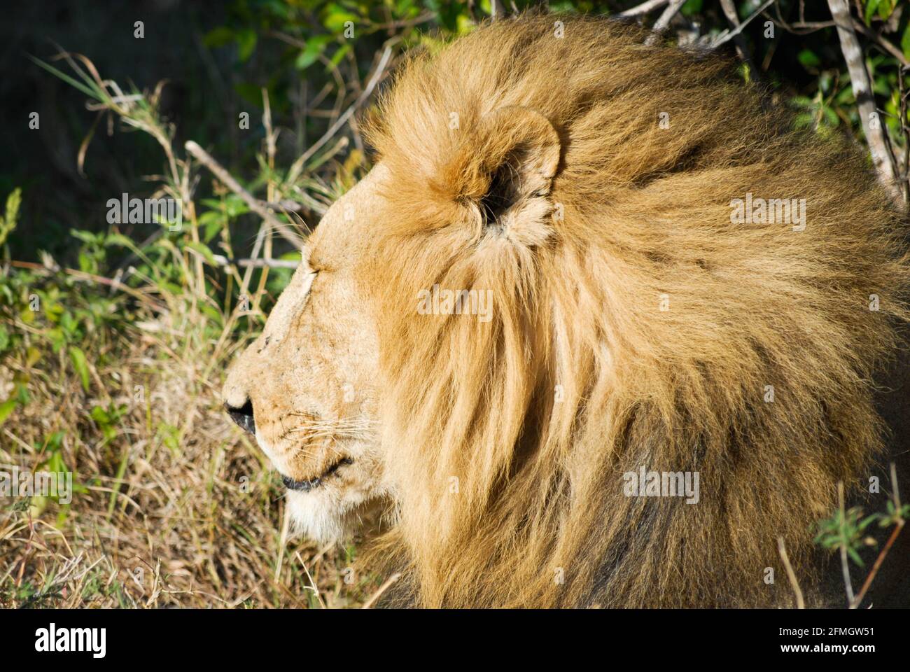 Serengeti national park lion sun hi-res stock photography and images ...