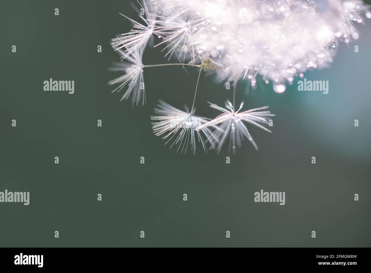 White fluffy dandelions water drops hi-res stock photography and images ...