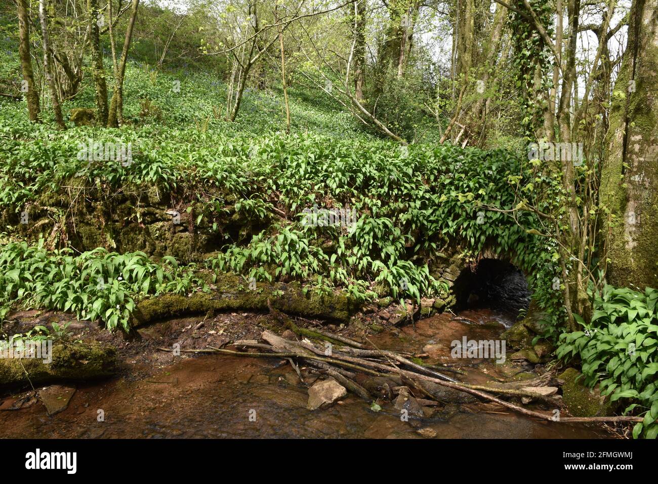 Holcombe Woods, Holcombe, Somerset, UK Stock Photo - Alamy