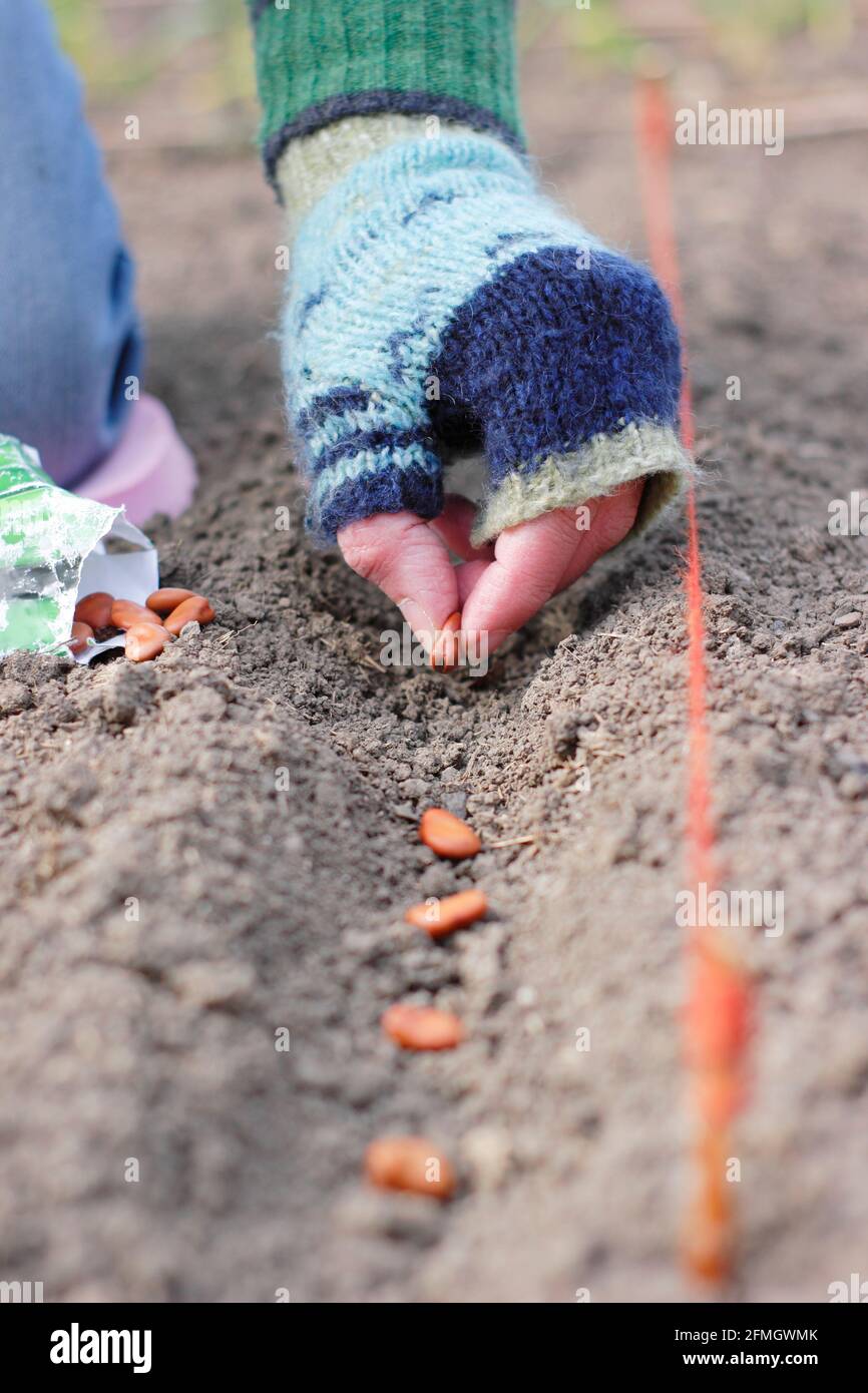 Sowing broad beans directly into a well drained outdoors site - Vicia ...