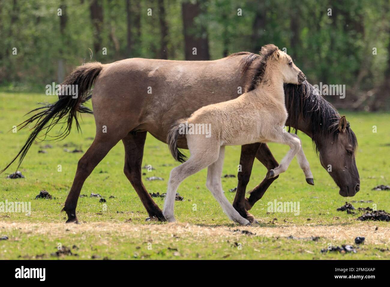 Kleinpferde hi-res stock photography and images - Alamy