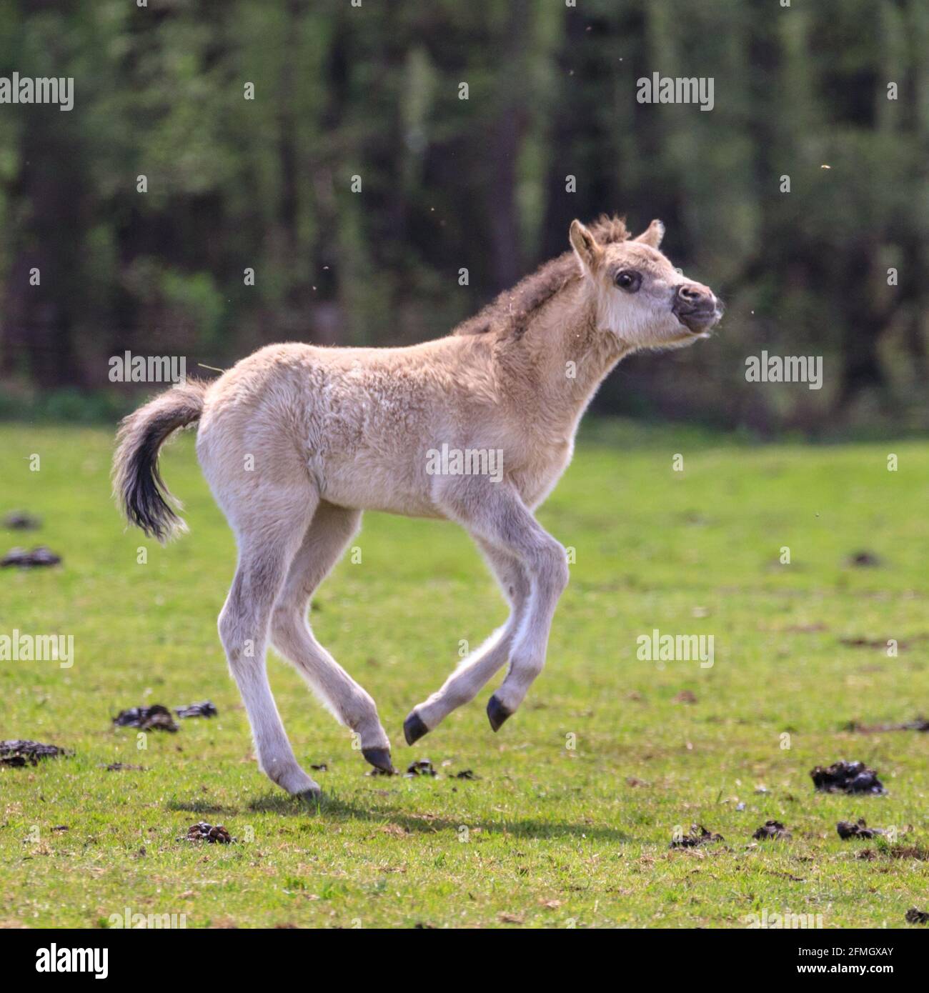Kleinpferde hi-res stock photography and images - Alamy