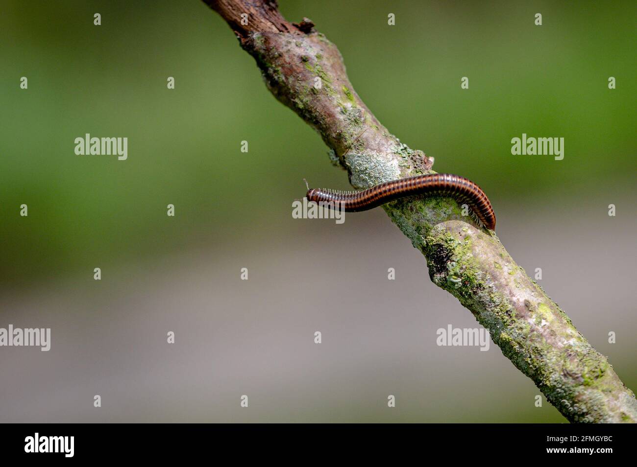 Millipede Millipedes High Resolution Stock Photography and Images - Alamy