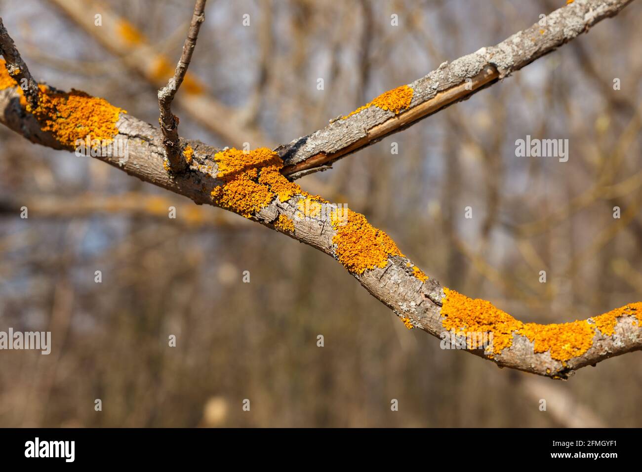 Branch of a tree with orange lichen. Xanthoria parietina Stock Photo ...