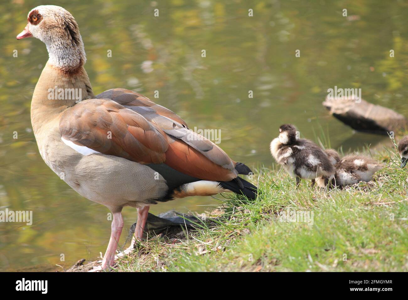Egyptian geese nest hi-res stock photography and images - Alamy