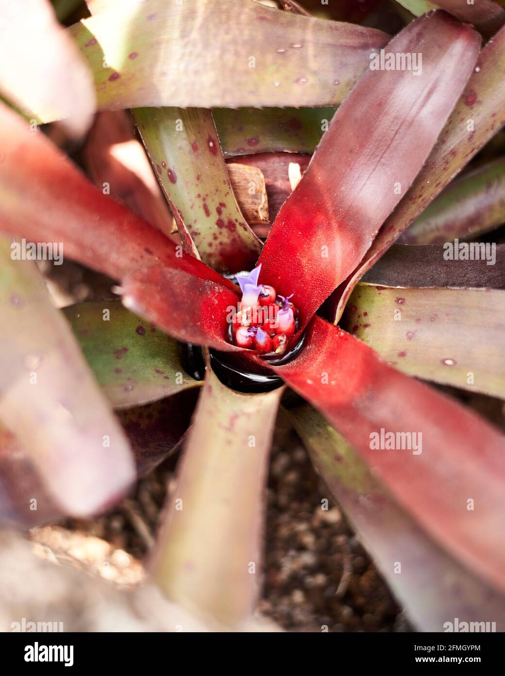 Detail of tillandsia schiedeana flower, Macro photography, background ...