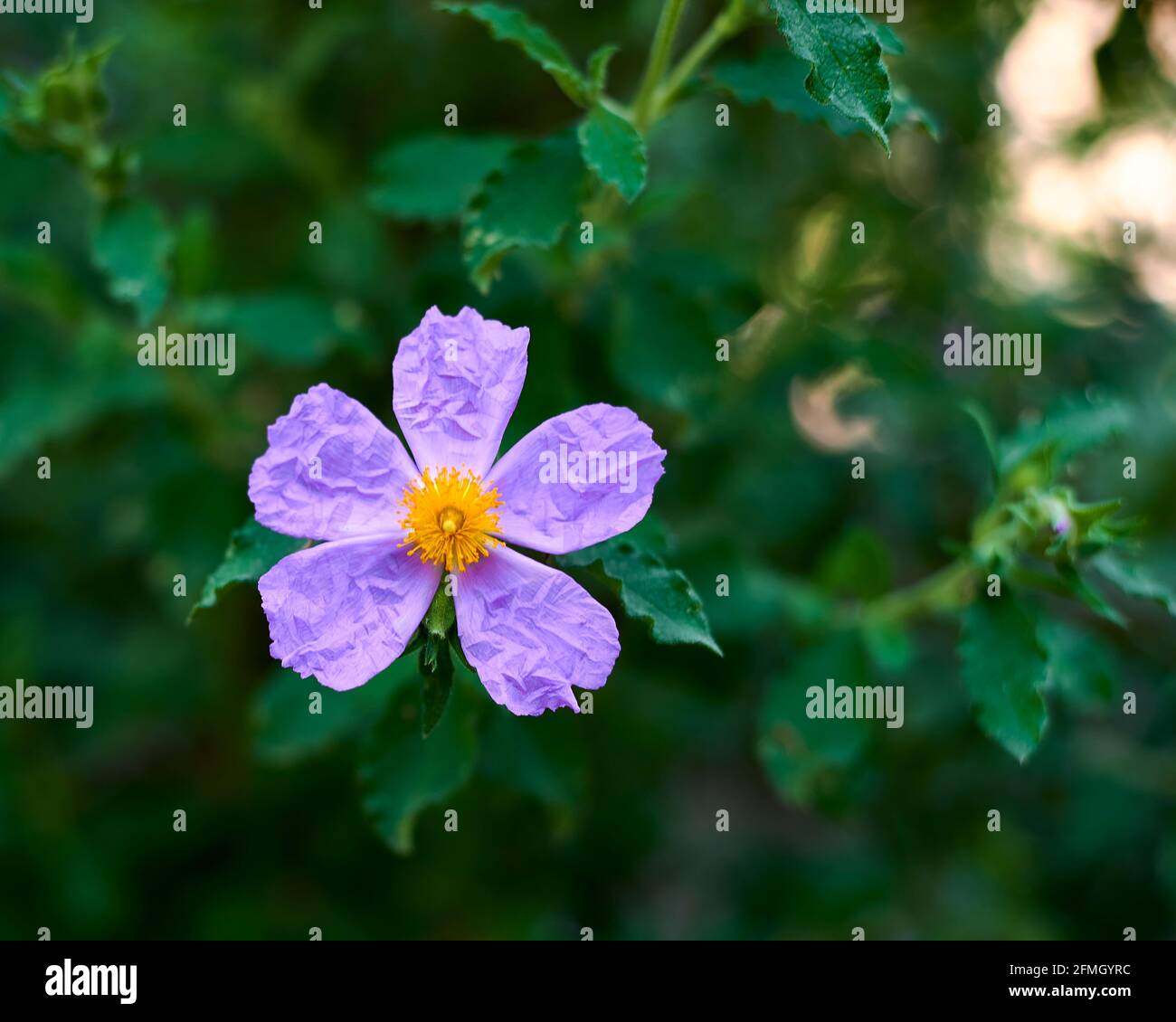 White steppe flower. Cistus albidus, out of focus background,, green ...