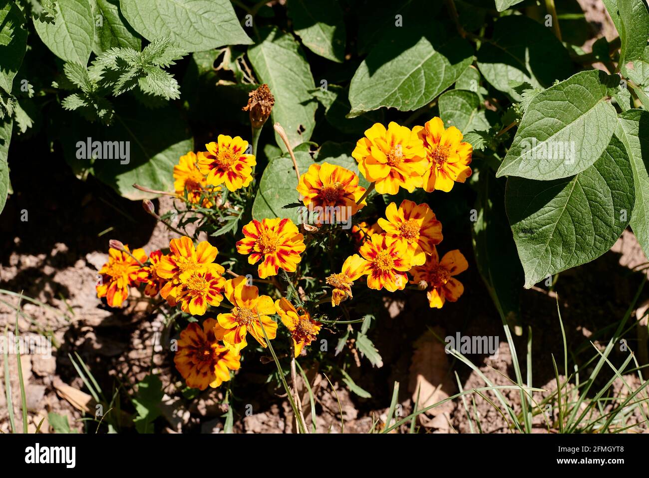 Several disc-shaped flowers.Tagetes patula. Out of focus background ...