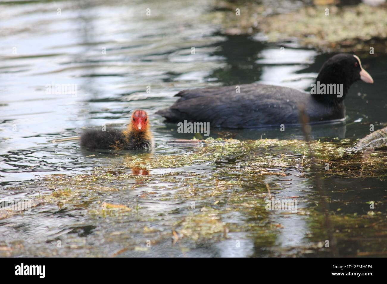 Eurasian coot eggs hi-res stock photography and images - Alamy