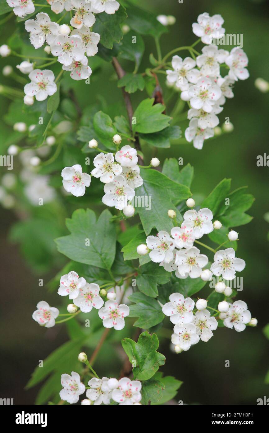 May-tree in citypark Staddijk in Nijmegen, the Netherlands Stock Photo ...