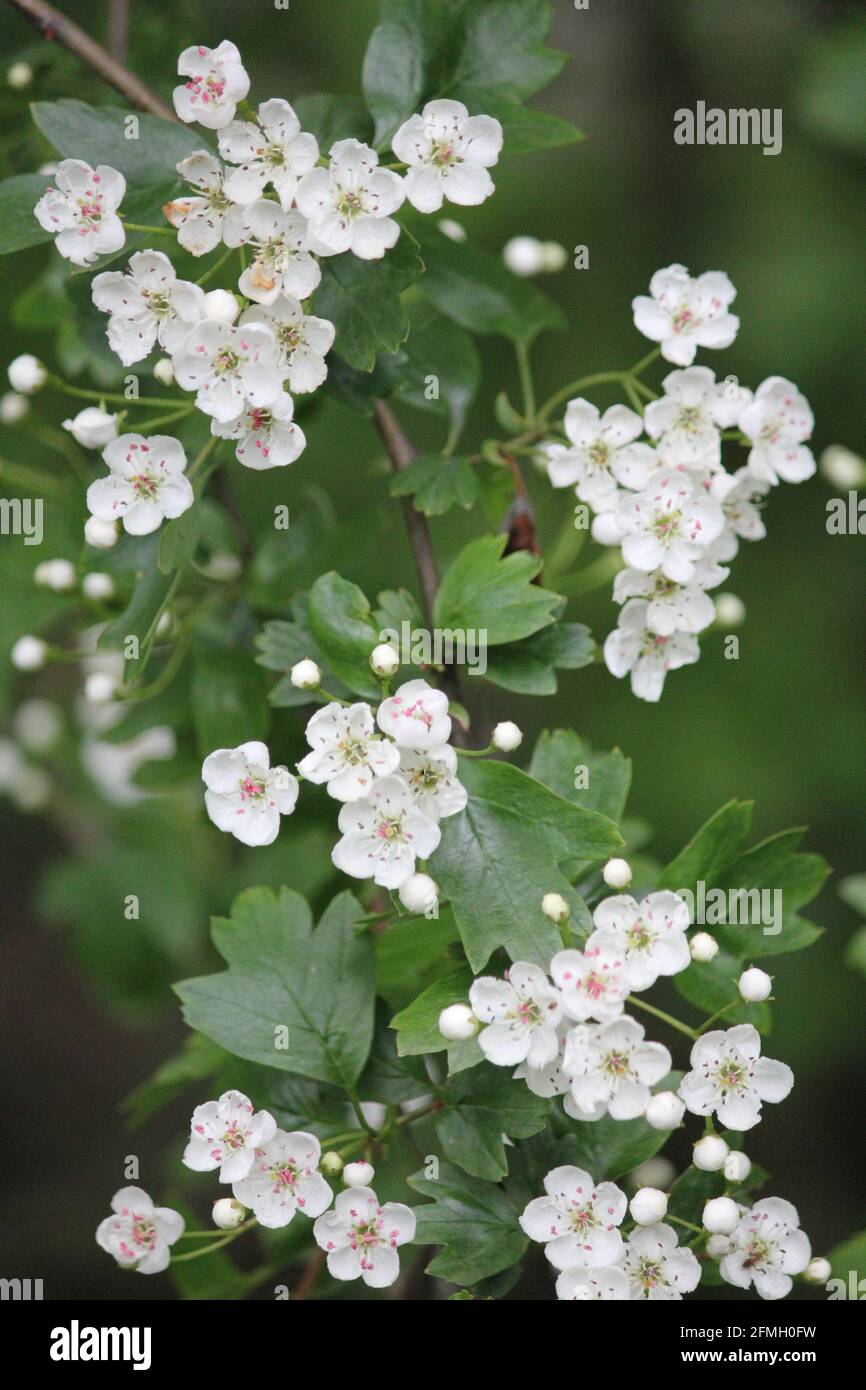 May-tree in citypark Staddijk in Nijmegen, the Netherlands Stock Photo ...