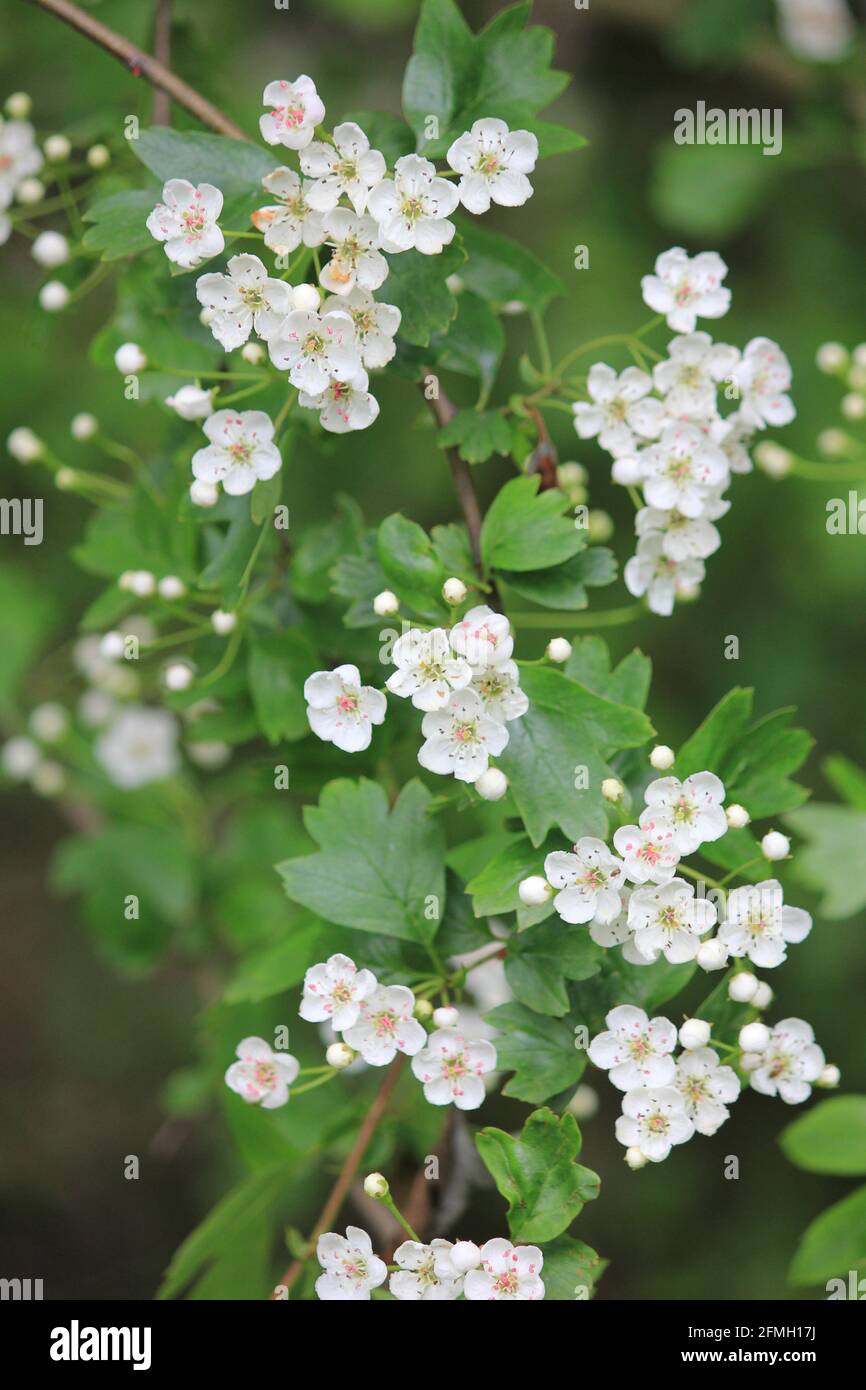 May-tree in citypark Staddijk in Nijmegen, the Netherlands Stock Photo ...
