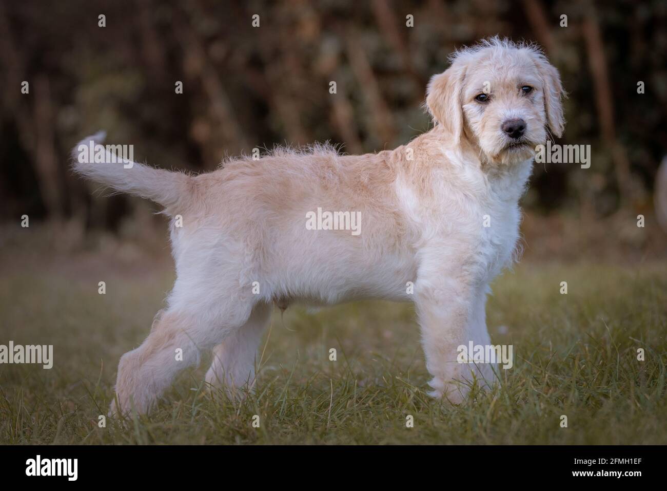 Gorgeous cute Labradoodle Puppy side view with blurred background Stock ...